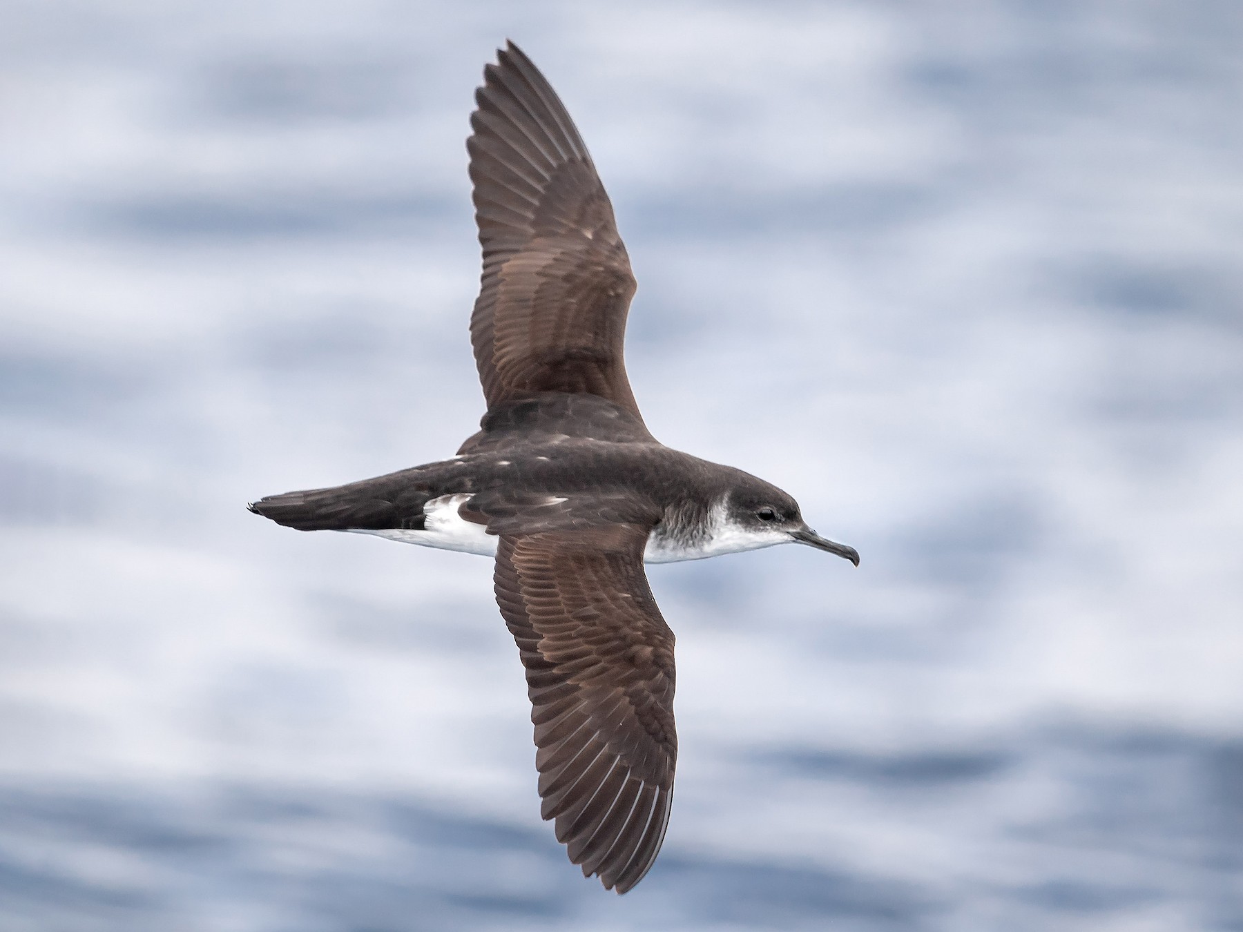 Researchers show dynamic soaring isn’t just for albatrosses ...