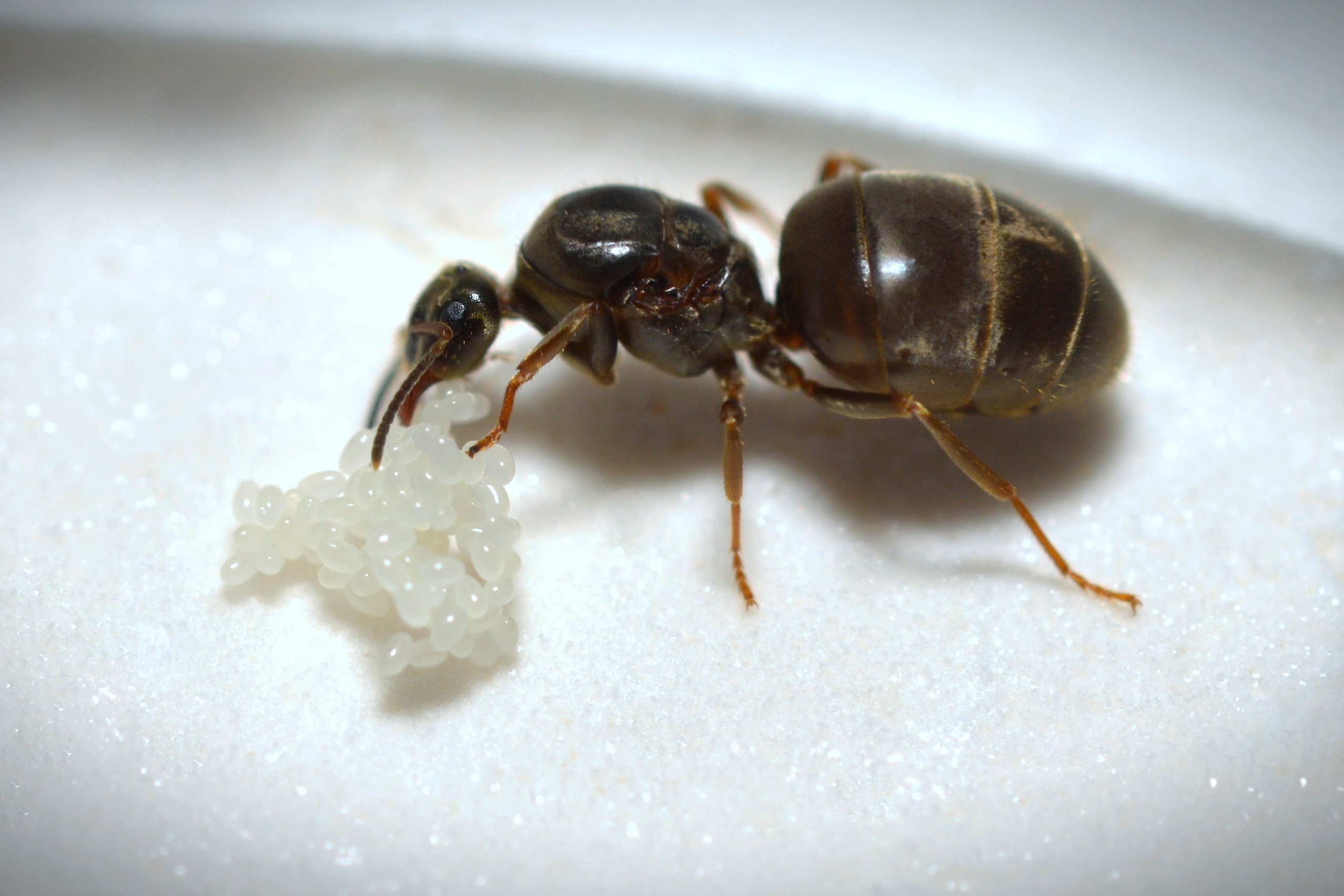 Ant queens cannibalise their sick offspring- then ‘recycle’ them ...