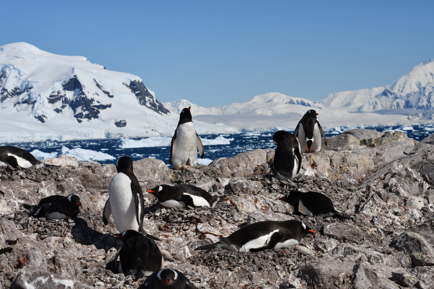 A two-week leap in breeding: Antarctic penguins’ striking climate ...
