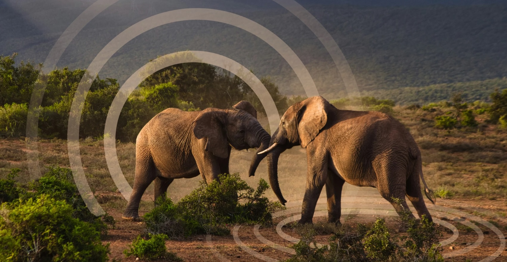 Animal Vibration Lab showcased at the 2025 Royal Society Summer Science ...