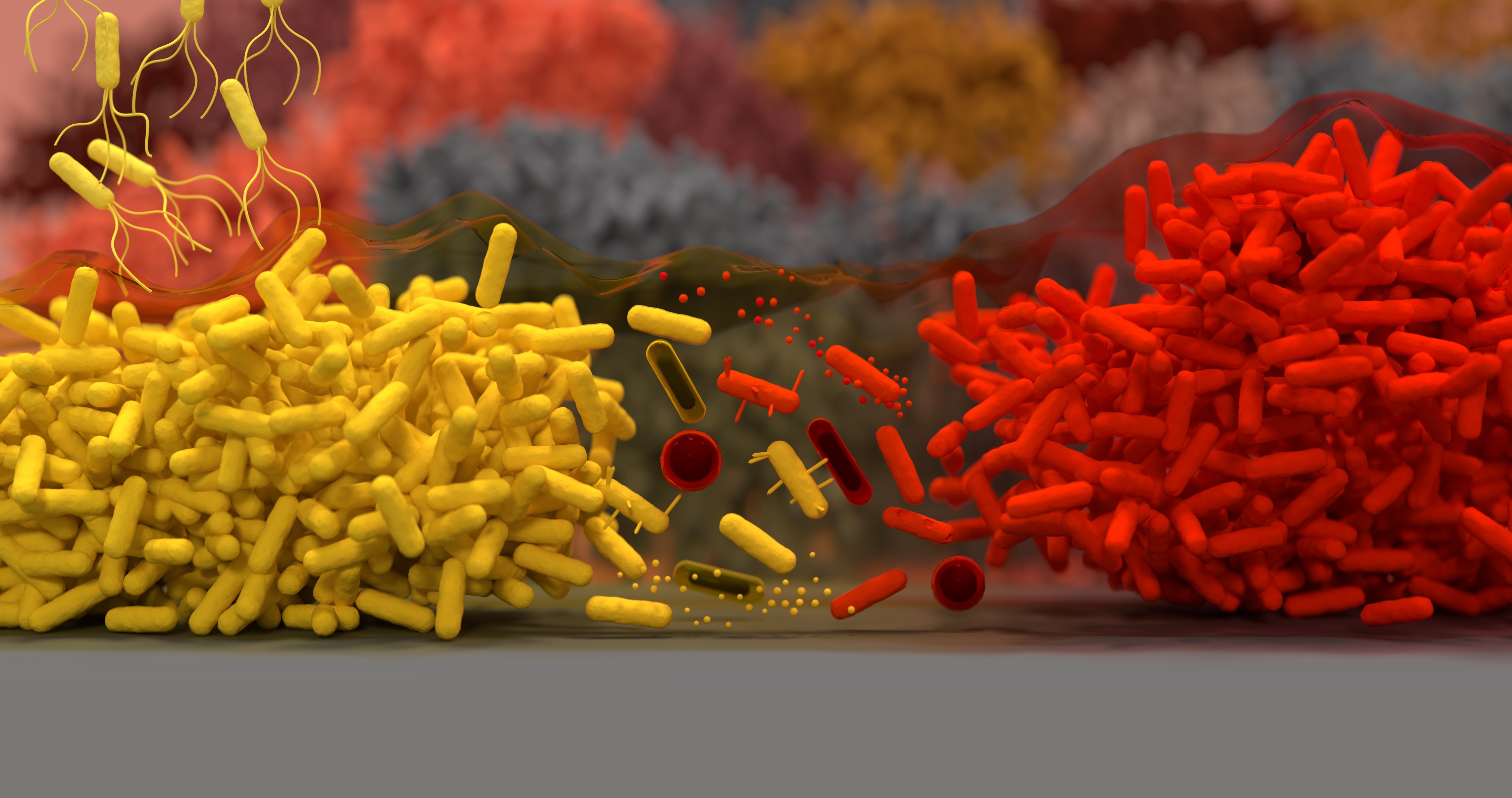 Armed to the hilt: Study solves mystery behind bacteria’s extensive ...