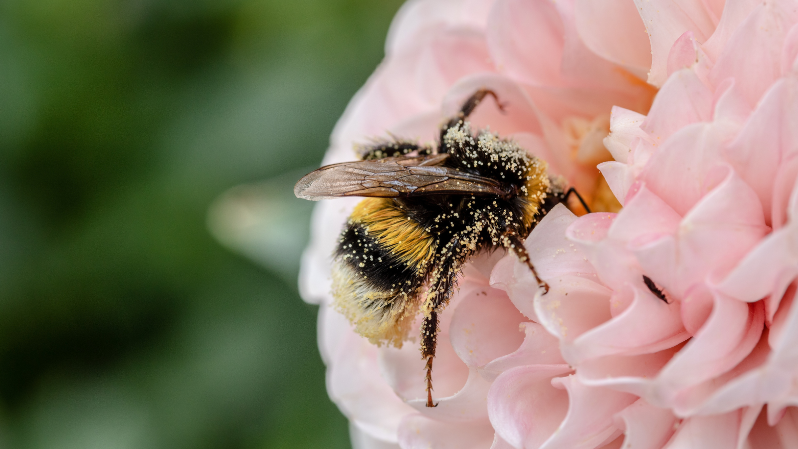 Dr Jonathan Pattrick joins Schmidt AI in Science Fellowship 2025 ...