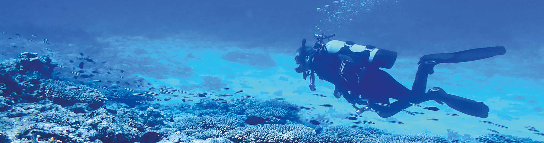 Identifying the world’s rarest coral | Department of Biology