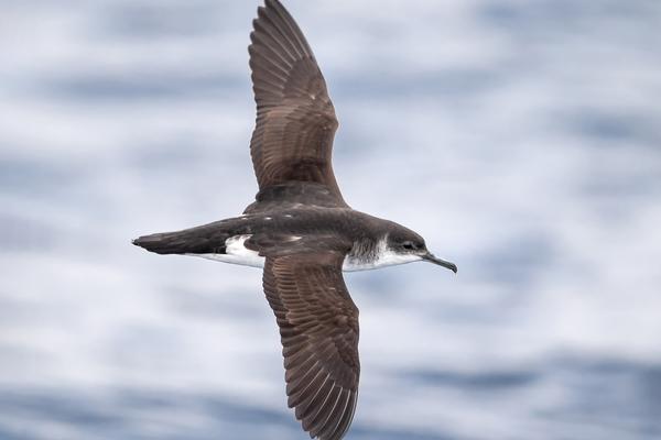 Researchers show dynamic soaring isn’t just for albatrosses ...