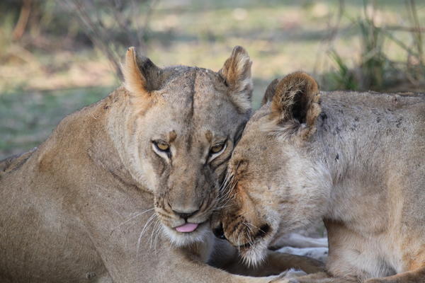 Raising the minimum age of trophy hunted lions could make hunting more ...