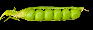 Advancing plant and evolutionary biology with BBSRC grant success ...