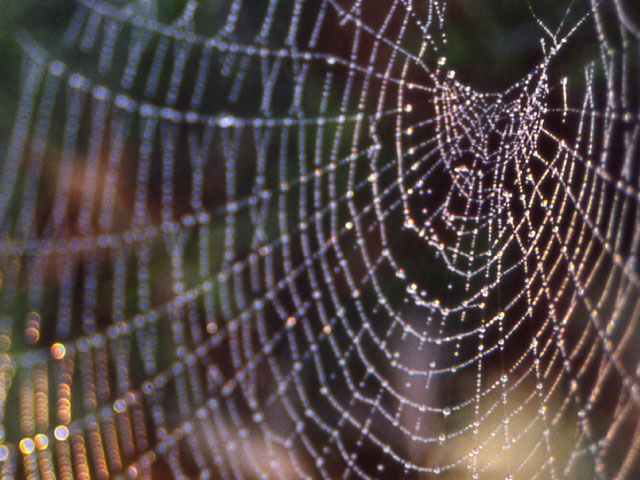 Super-materials from silk | Department of Biology